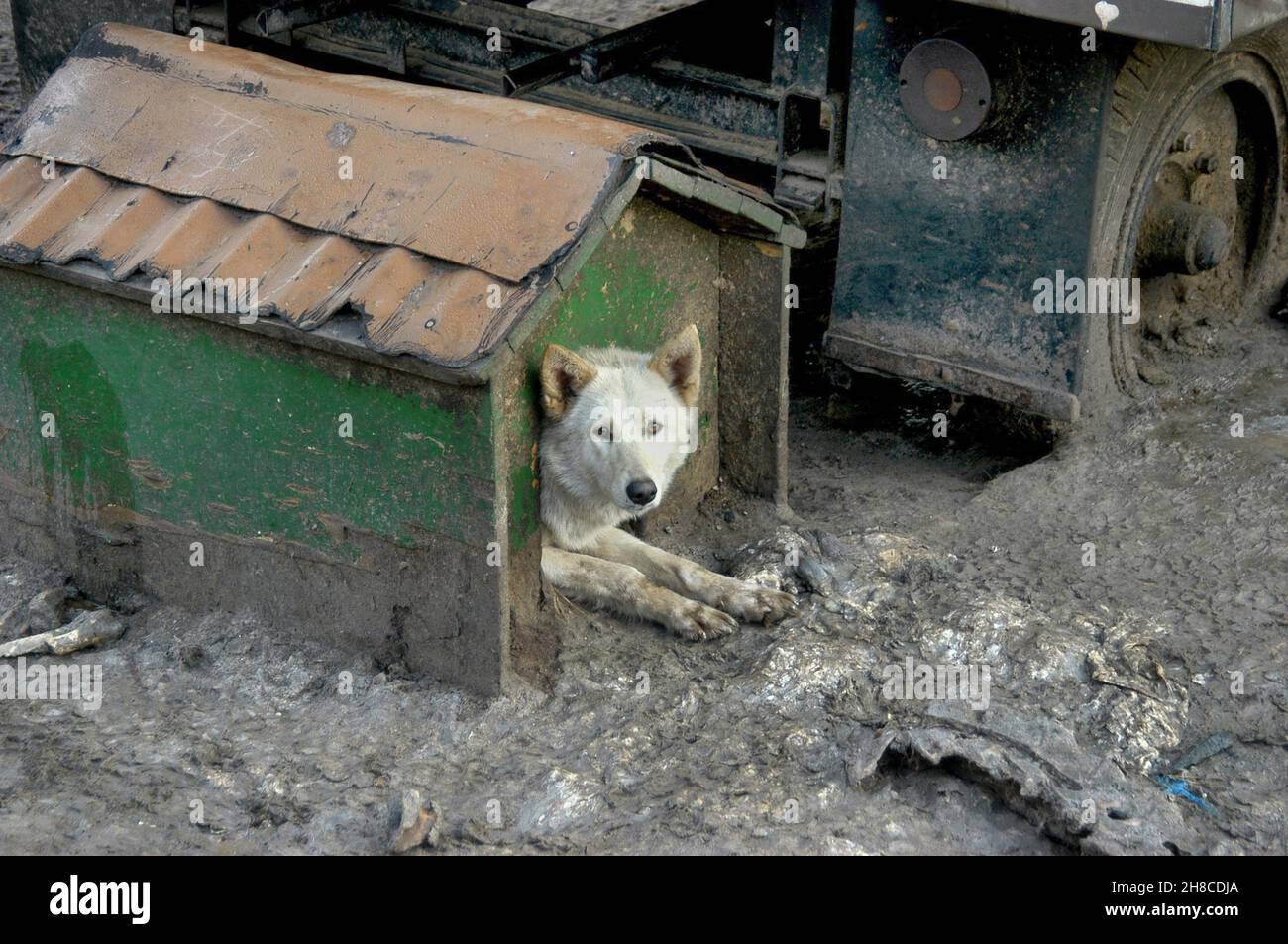 Dog looking at man -Fotos und -Bildmaterial in hoher Auflösung – Alamy