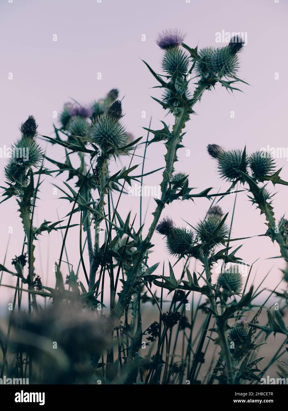 Schottische pflanzenwelt -Fotos und -Bildmaterial in hoher Auflösung ...