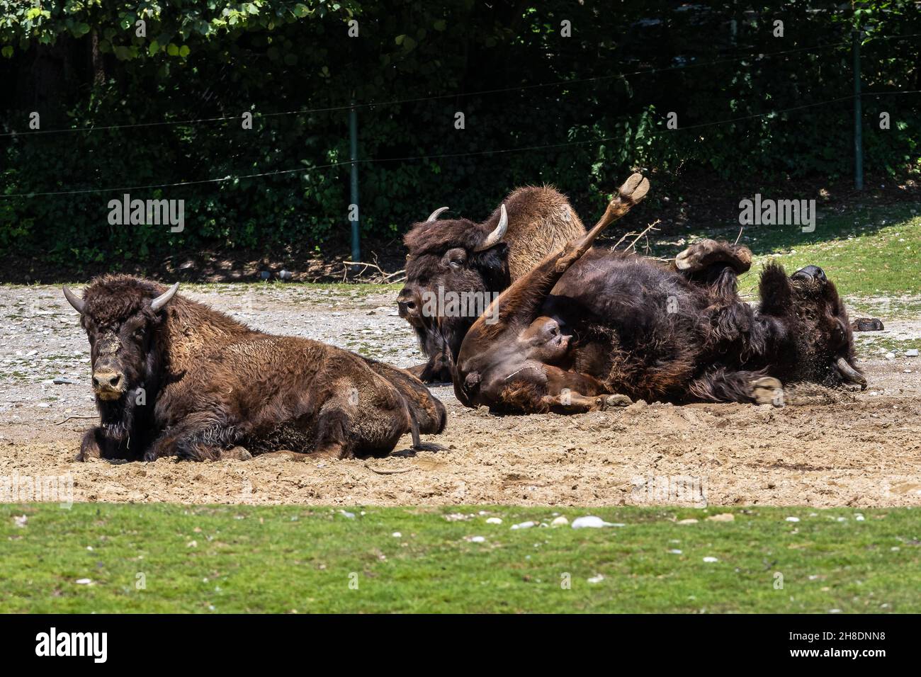 Der amerikanische Bison oder einfach Bison, häufig auch als die ...