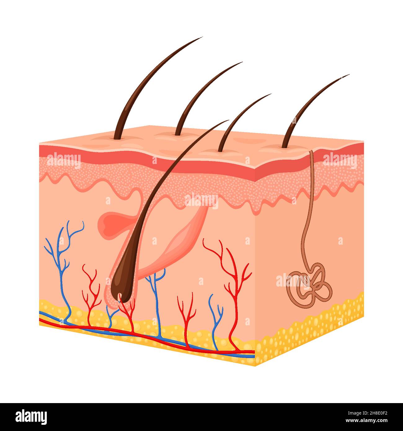 Menschliche Haut. Geschichtete Epidermis mit Haarfollikel, Schweiß und ... Menschliche Haut. Geschichtete Epidermis mit Haarfollikel, Schweiß und ...
