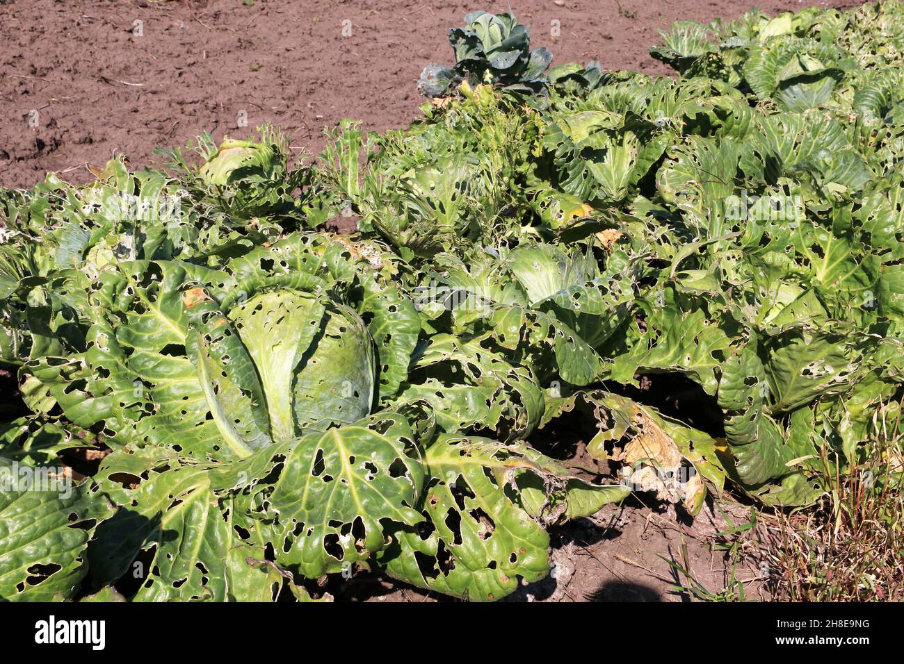 Fabelhafte Kohl Schadlinge Bekampfen Fotos