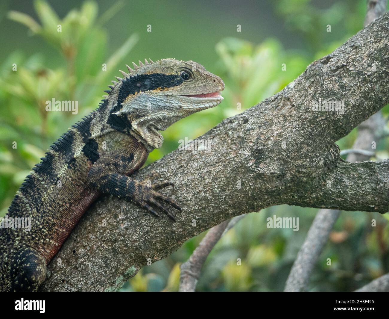 Roter oberbauch -Fotos und -Bildmaterial in hoher Auflösung – Alamy