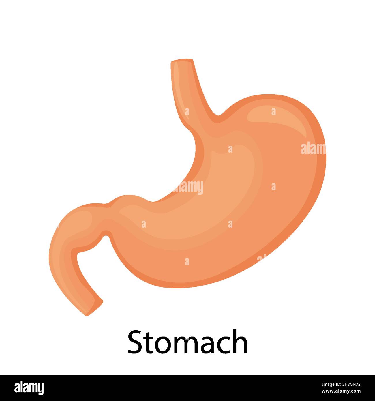 Magen-Symbol. Menschliche innere Organe Symbol. Verdauungssystem ...