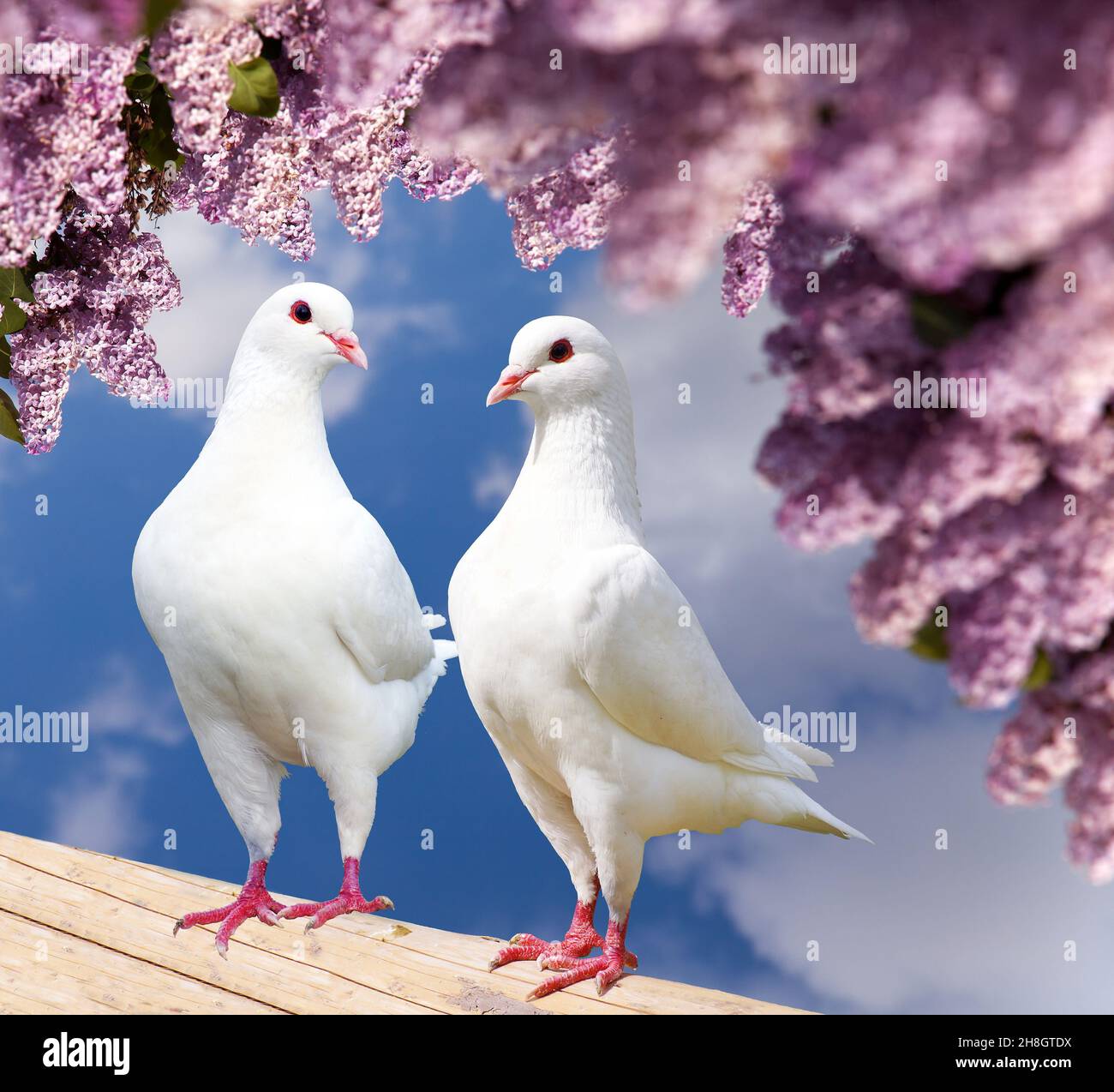 Taube und schildkröte -Fotos und -Bildmaterial in hoher Auflösung – Alamy