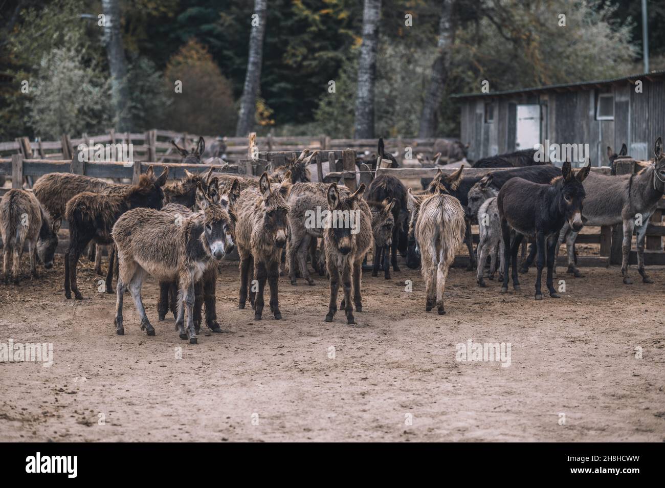 Rinder und esel auf einer farm -Fotos und -Bildmaterial in hoher ...