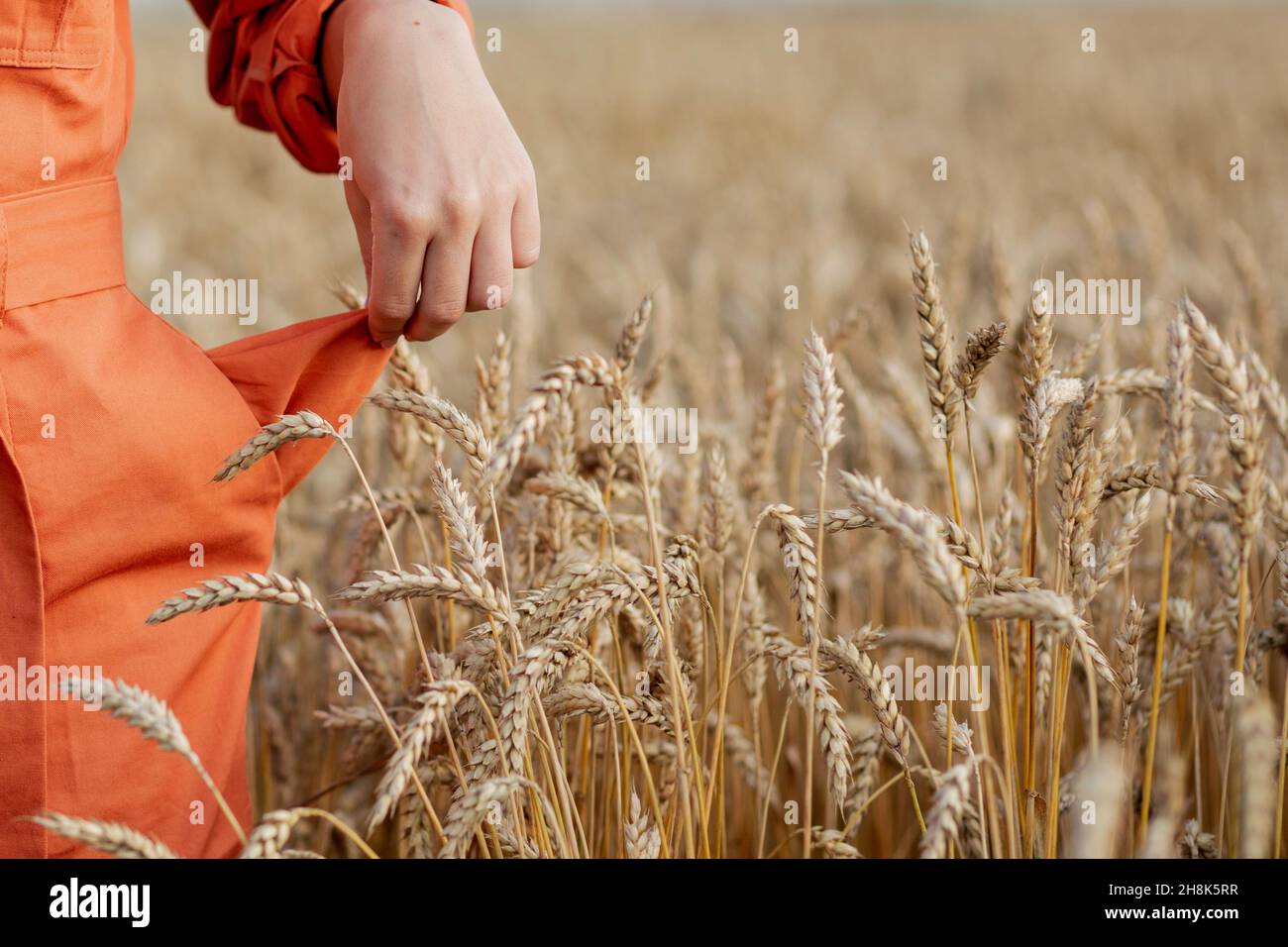 Sterbende weizenernte -Fotos und -Bildmaterial in hoher Auflösung – Alamy