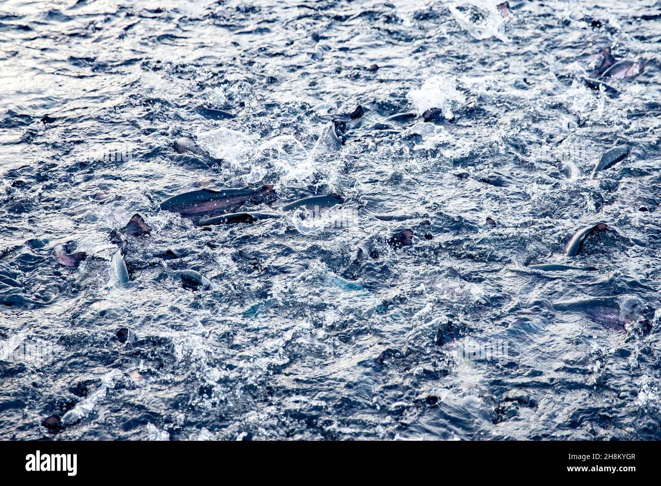 Forelle springt -Fotos und -Bildmaterial in hoher Auflösung – Alamy