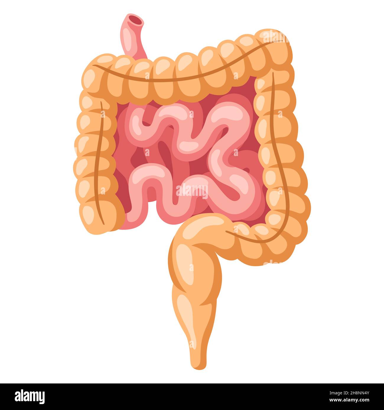Illustration des inneren Organs des Darms. Anatomie des menschlichen ...