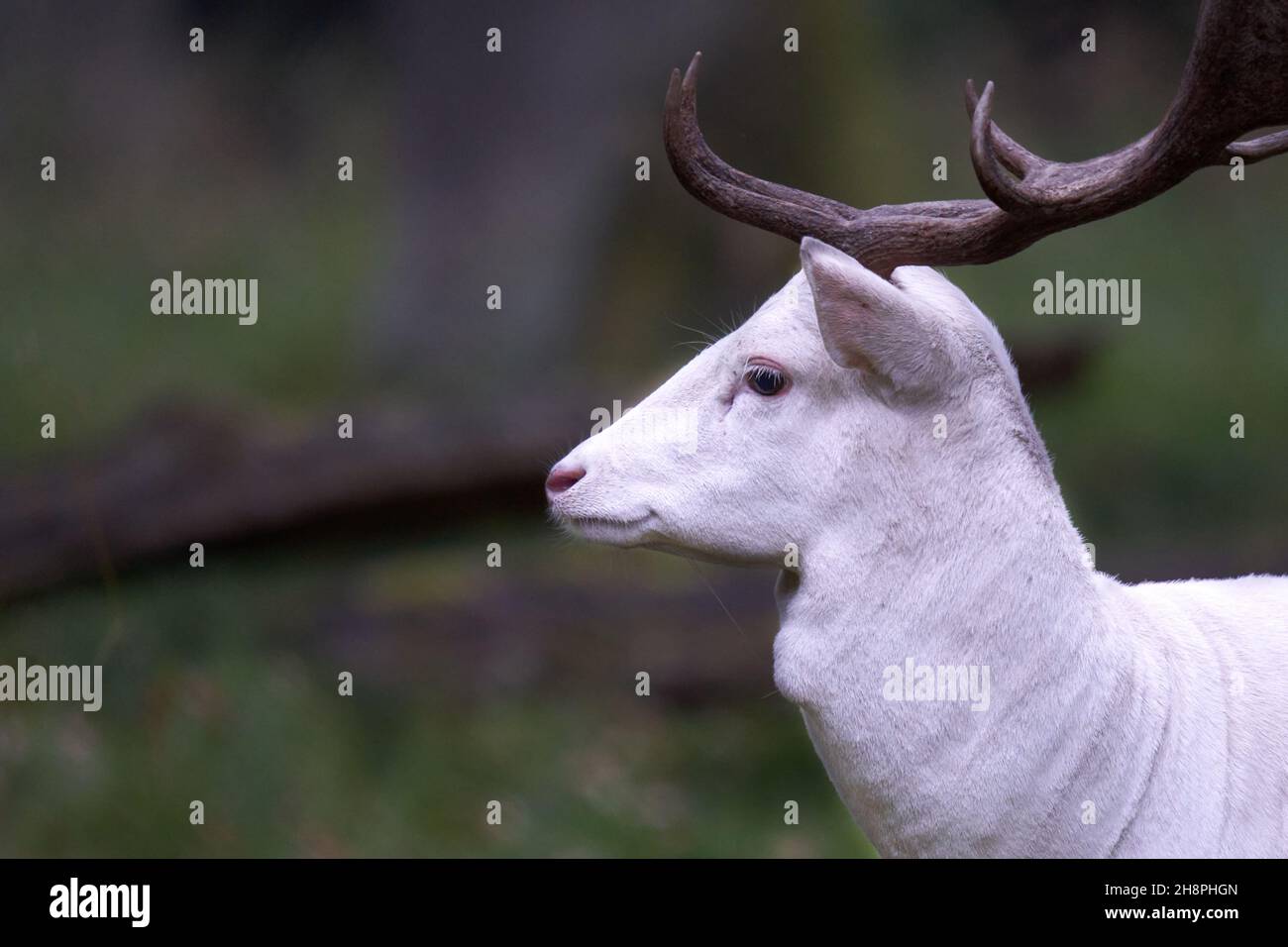 Albino auf einer wiese -Fotos und -Bildmaterial in hoher Auflösung – Alamy