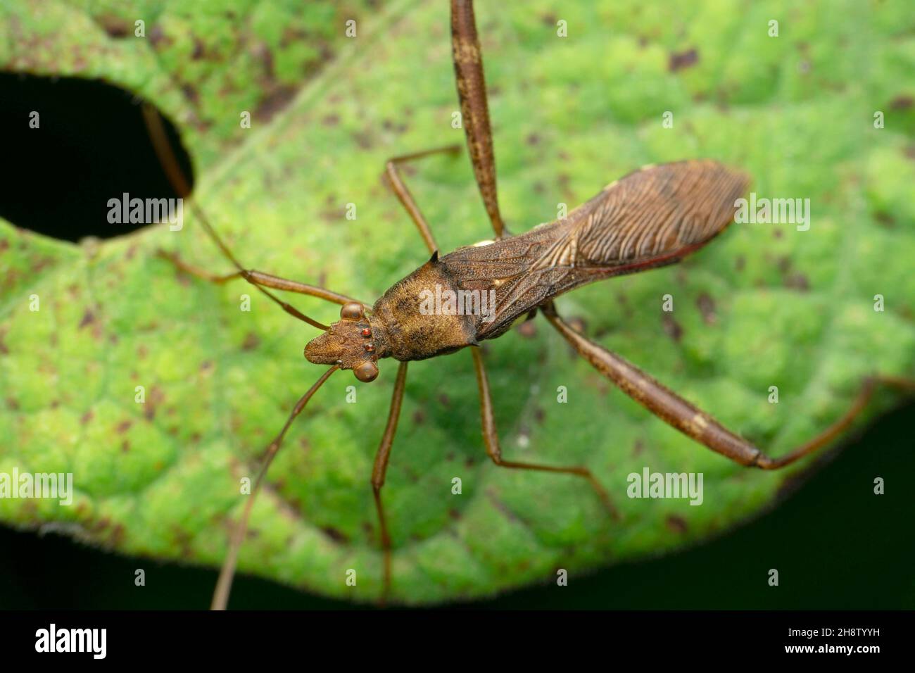 Halyomorpha halys europe -Fotos und -Bildmaterial in hoher Auflösung ...