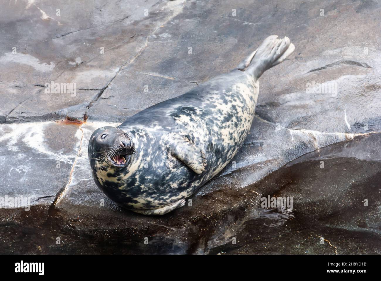 Die Hafenrobbe (Phoca vitulina), auch bekannt als die gewöhnliche Robbe ...