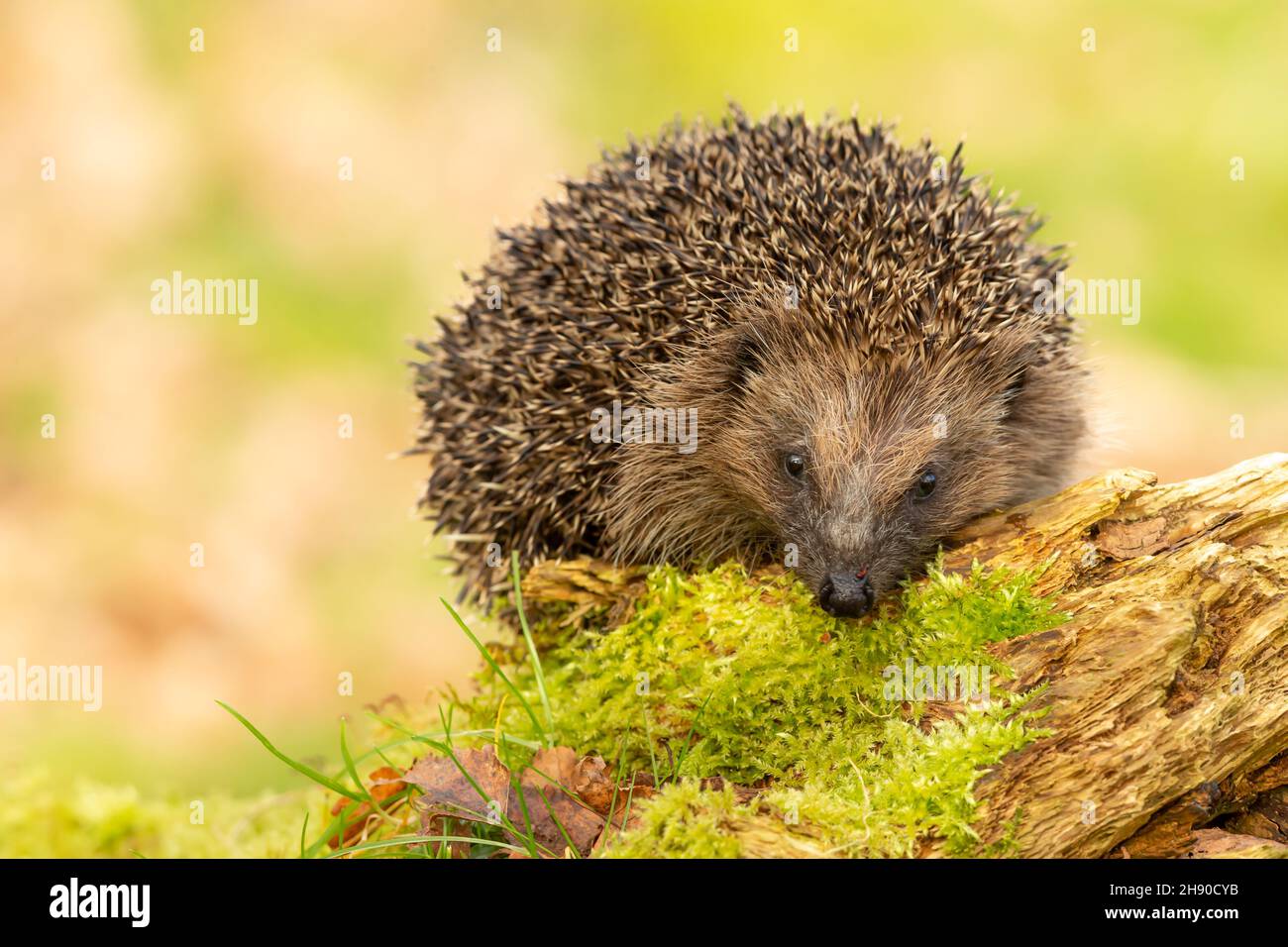 Igel auf moos log -Fotos und -Bildmaterial in hoher Auflösung – Alamy