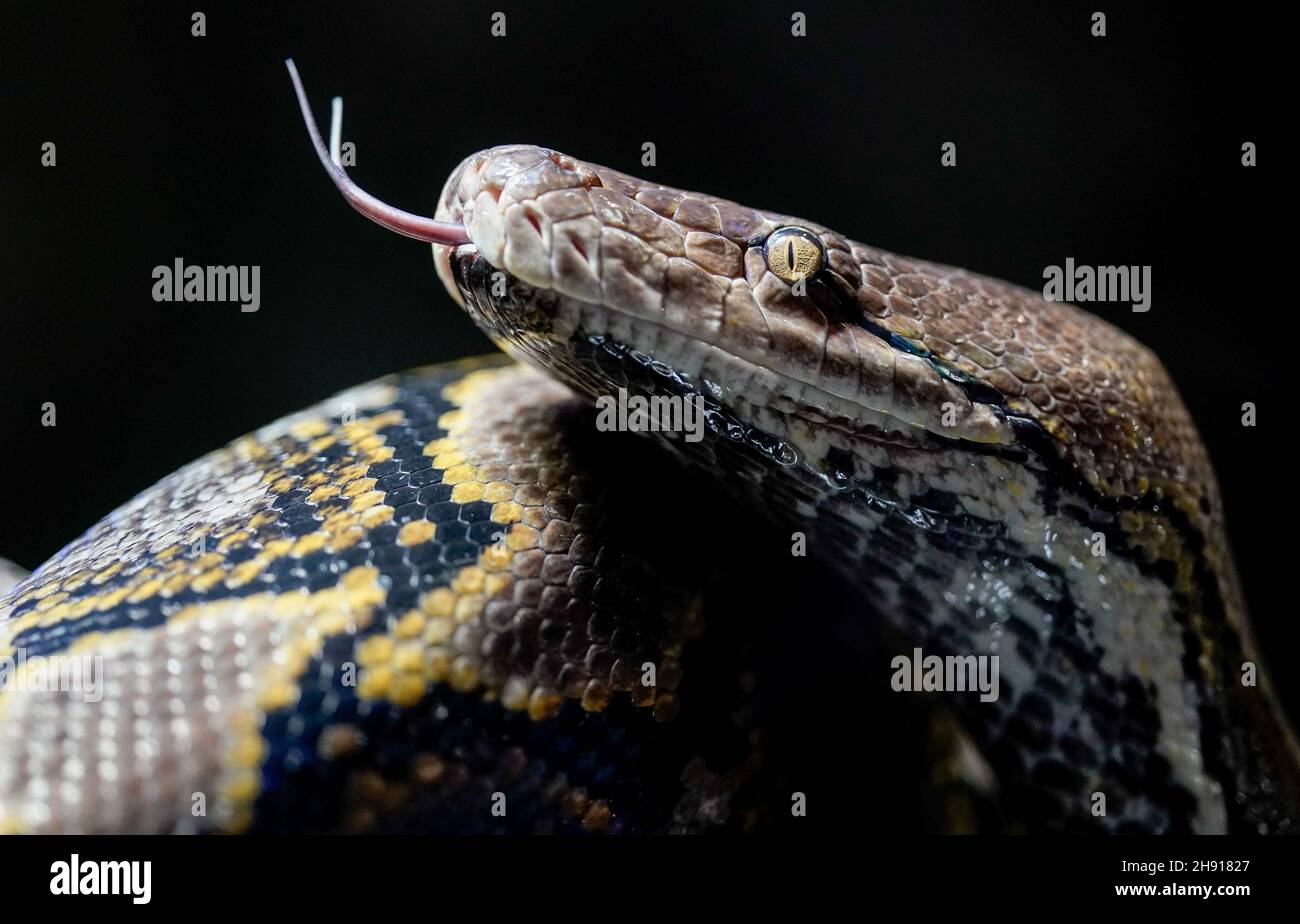 Retikulierter python malayopython reticulatus -Fotos und -Bildmaterial ...