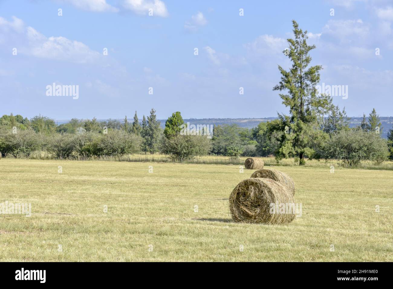 Runde Heuballen in den landwirtschaftlichen Feldern im östlichen ...