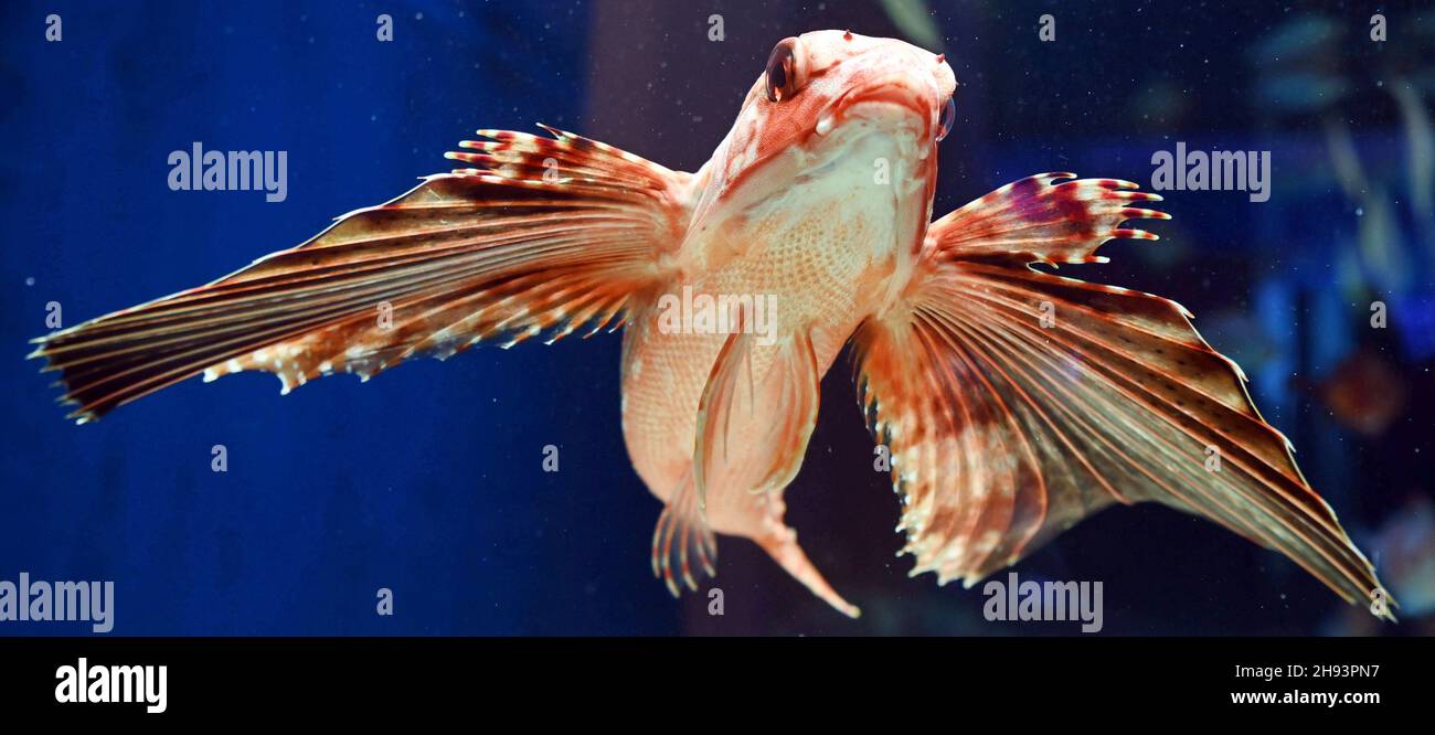 Karlsruhe, Deutschland. 01st Dez 2021. Ein fliegender Fuchs schwimmt im ...