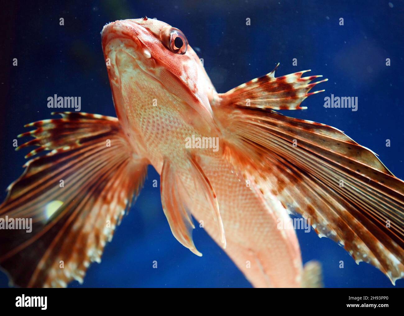 Karlsruhe, Deutschland. 01st Dez 2021. Ein fliegender Fuchs schwimmt im ...