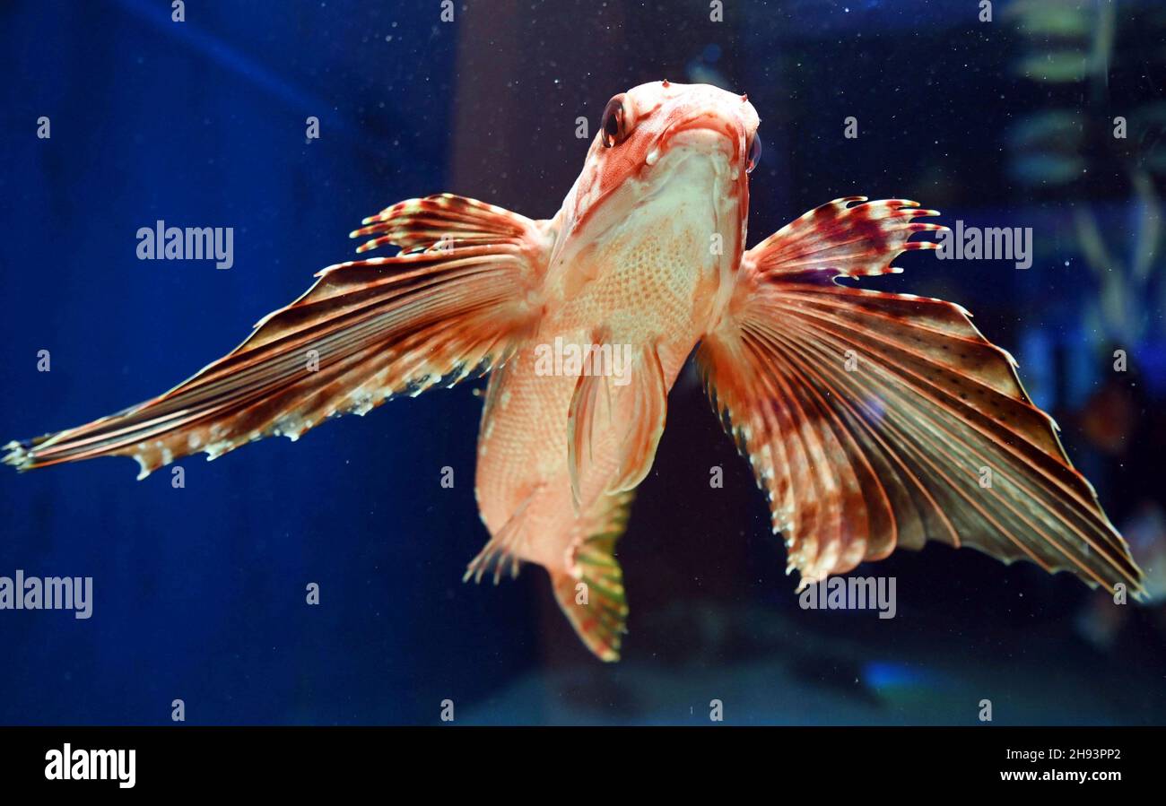 Karlsruhe, Deutschland. 01st Dez 2021. Ein fliegender Fuchs schwimmt im ...