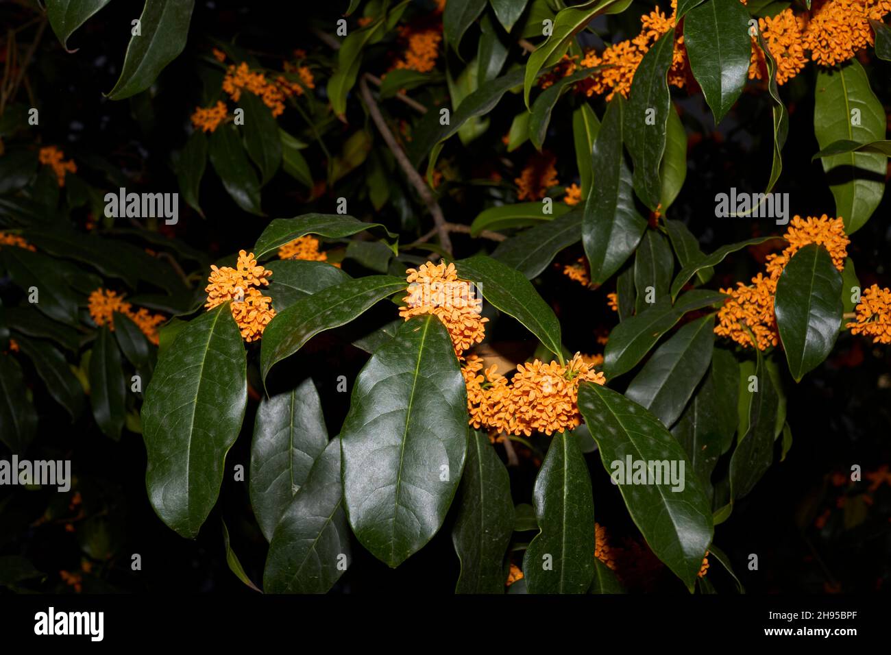 Olea fragrans -Fotos und -Bildmaterial in hoher Auflösung – Alamy