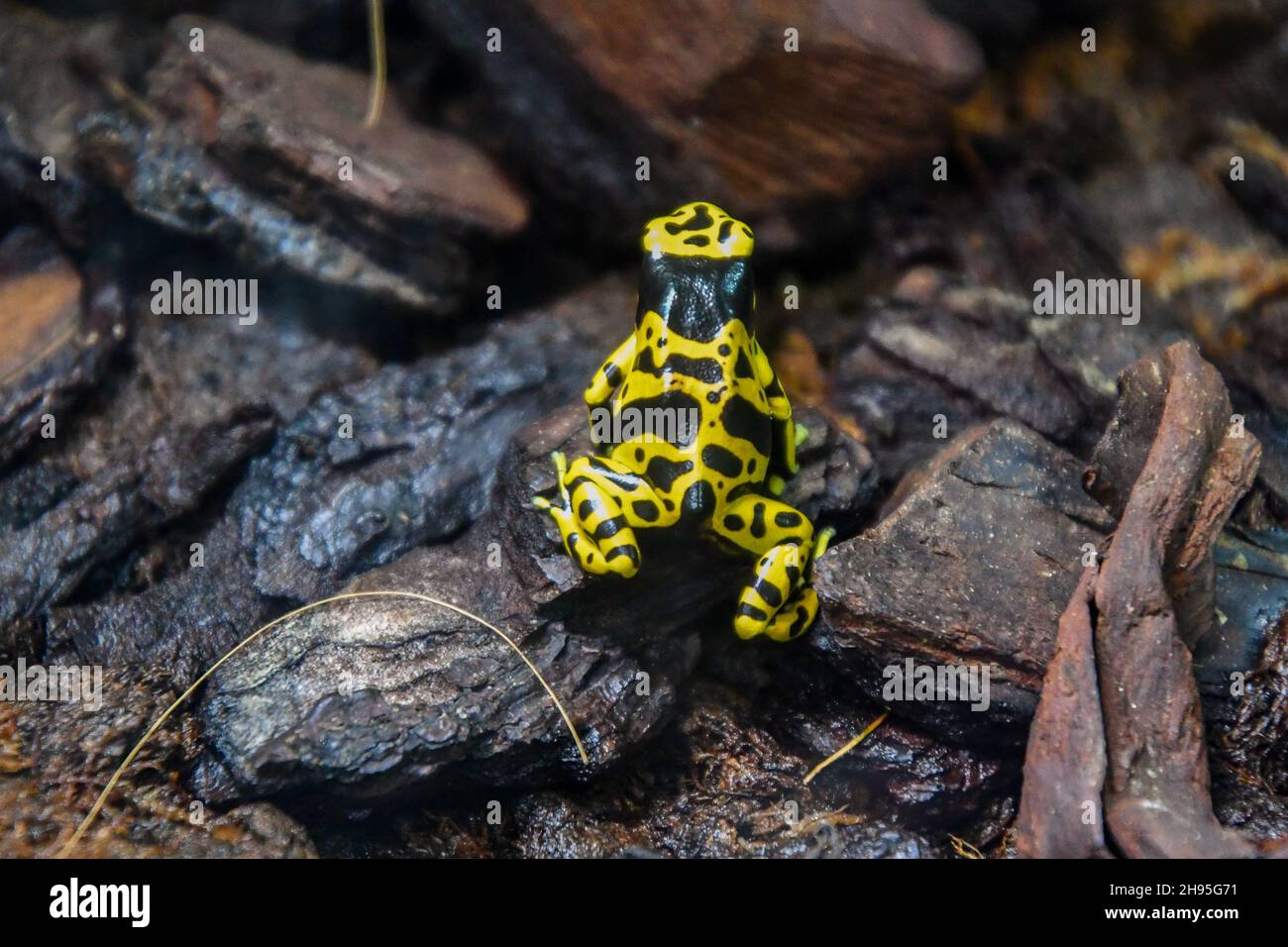 Ein gelb gebänderter Giftpfeilfrosch (Dendrobates leucomelas), ein ...