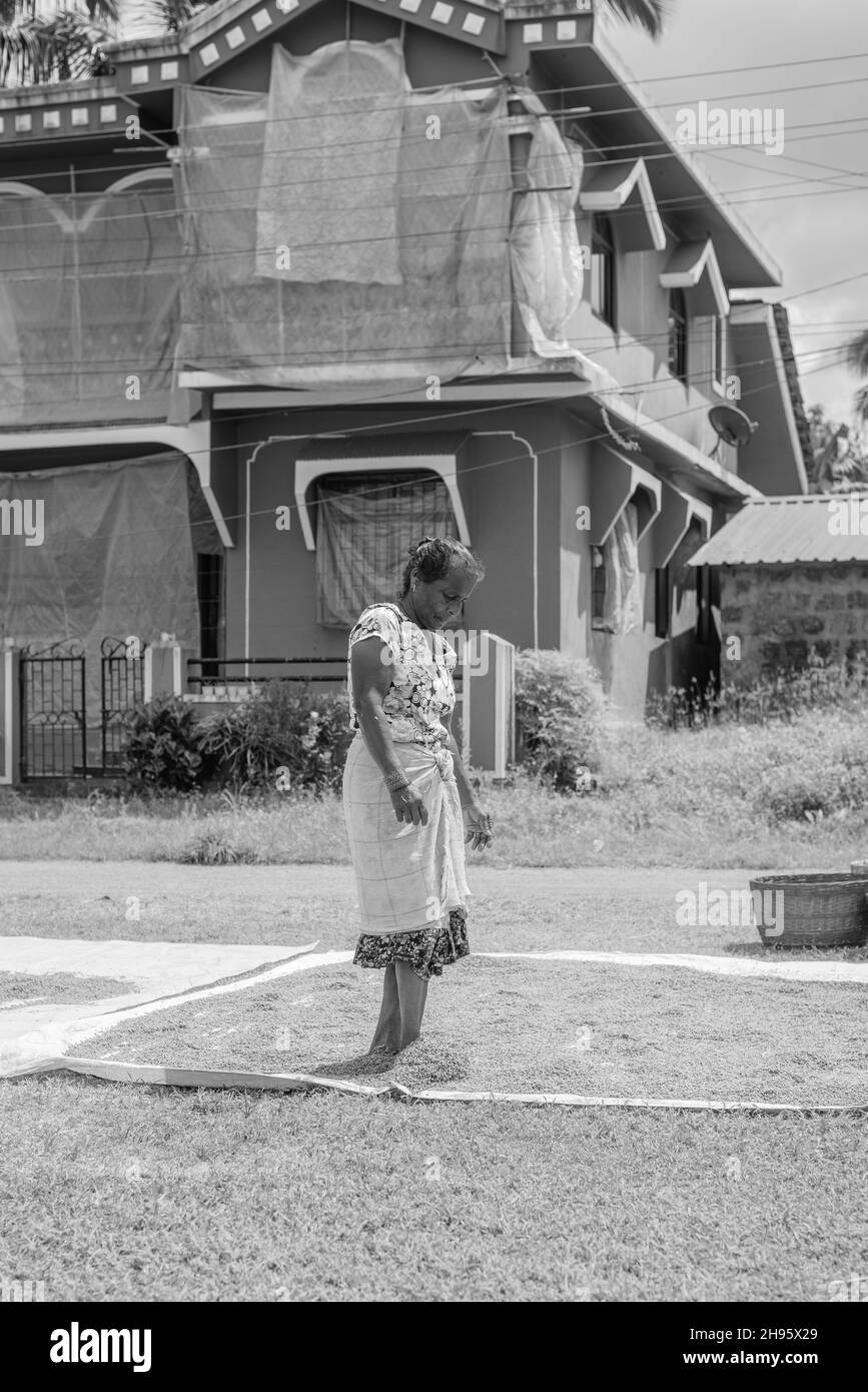 Rachol, Goa Indien- Okt 9 2021 Einheimische Bauern ernten, trocknen und ...