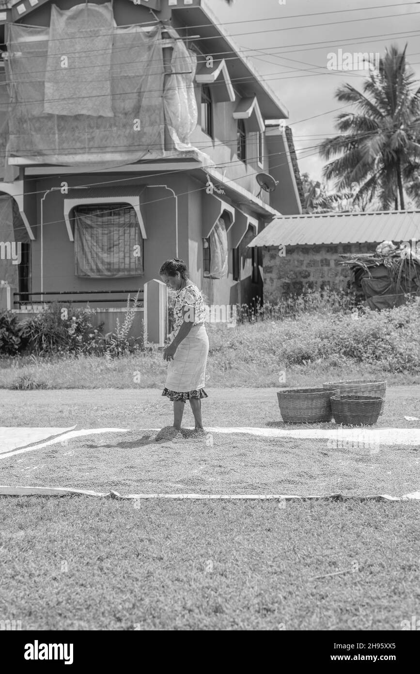 Rachol, Goa Indien- Okt 9 2021 Einheimische Bauern ernten, trocknen und ...