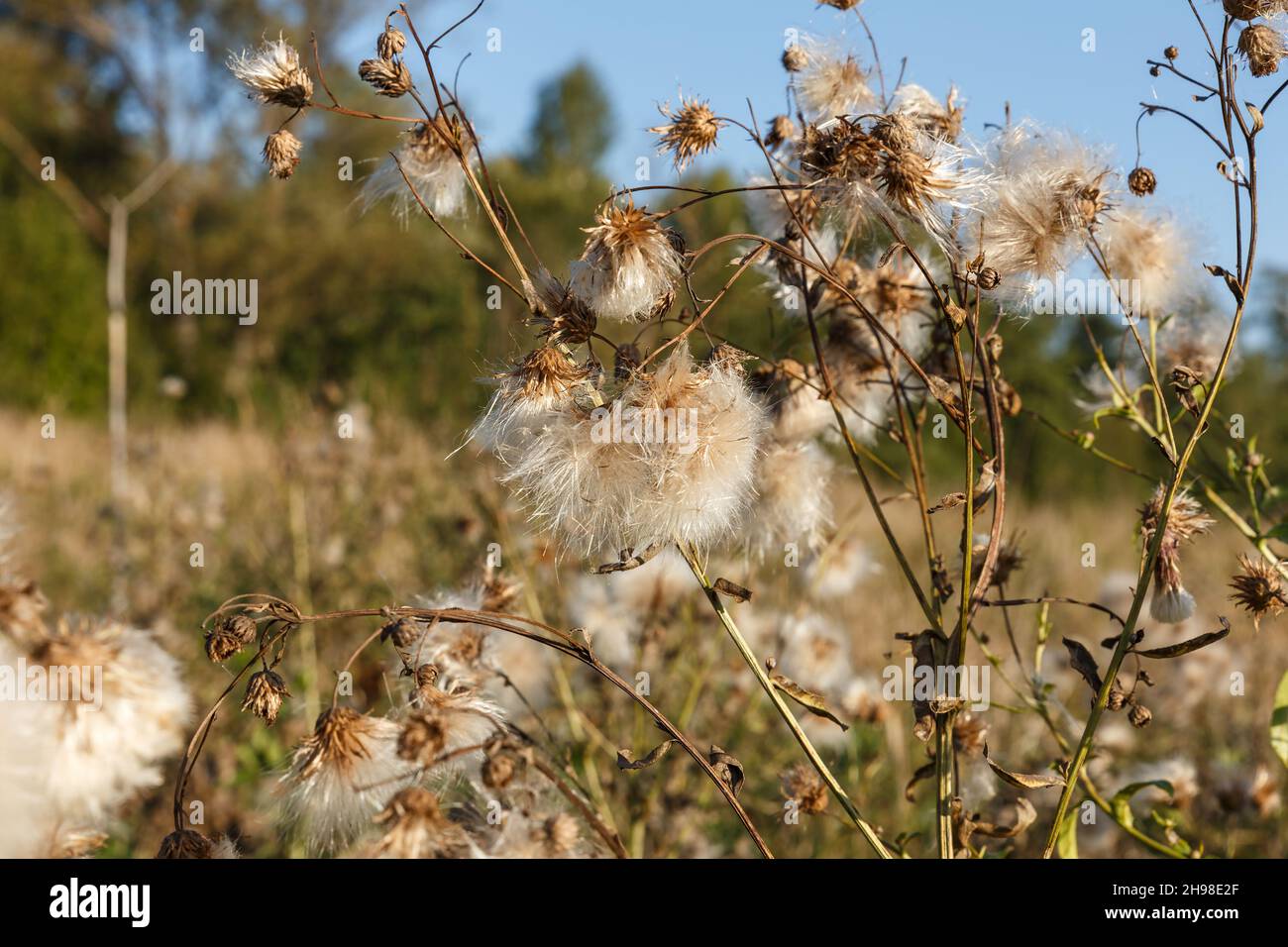 Kriechende distel im herbst -Fotos und -Bildmaterial in hoher Auflösung ...