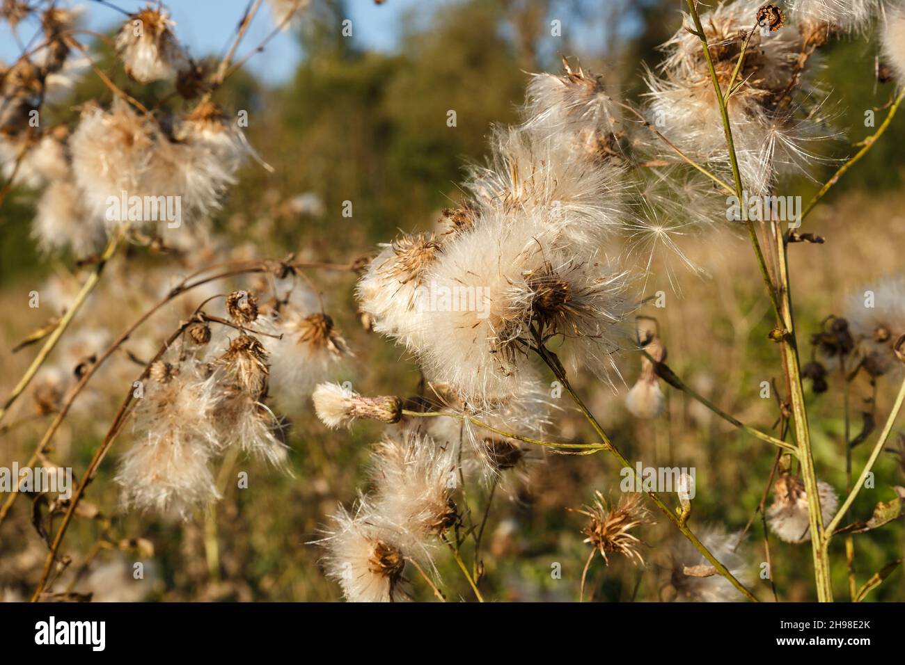 Kriechende distel im herbst -Fotos und -Bildmaterial in hoher Auflösung ...