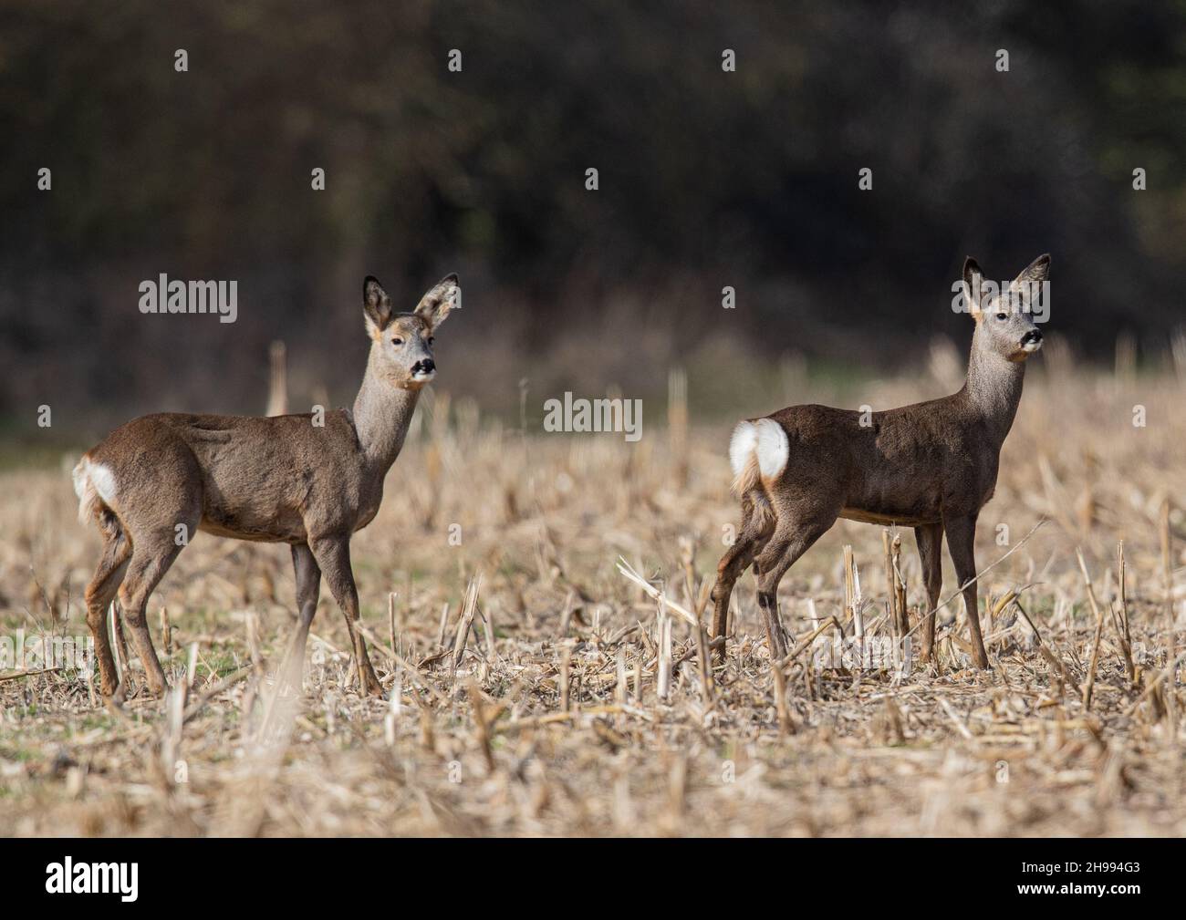 Rotwild schwarzwild rehwild -Fotos und -Bildmaterial in hoher Auflösung ...