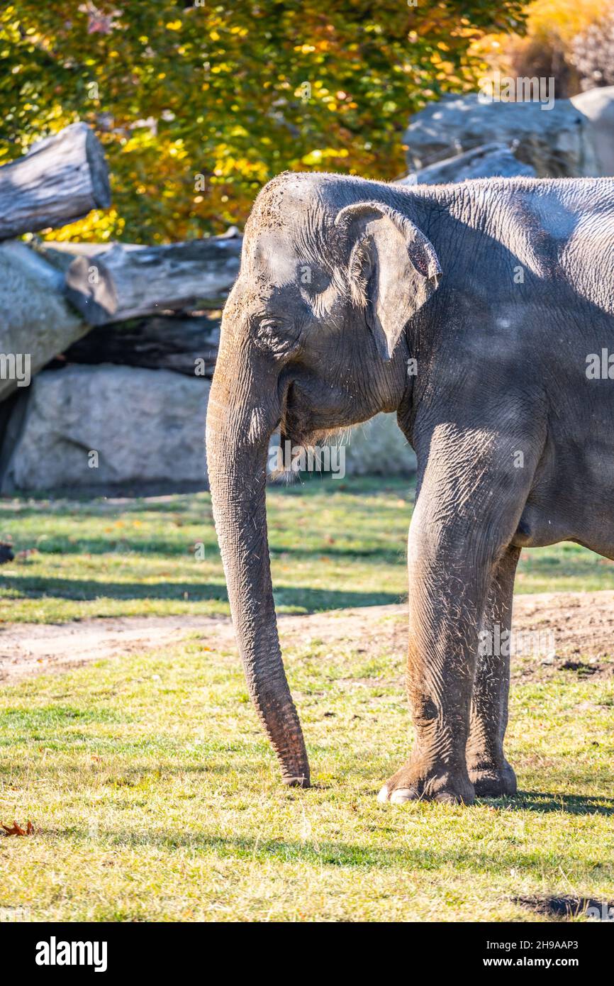 Gesicht eines indischen elefanten -Fotos und -Bildmaterial in hoher ...