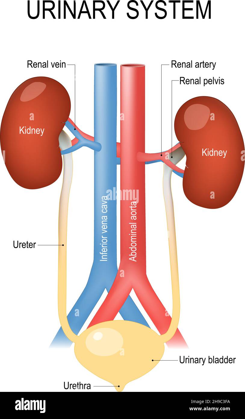 Anatomie des Harnsystems. Nahaufnahme der menschlichen Nieren mit ...