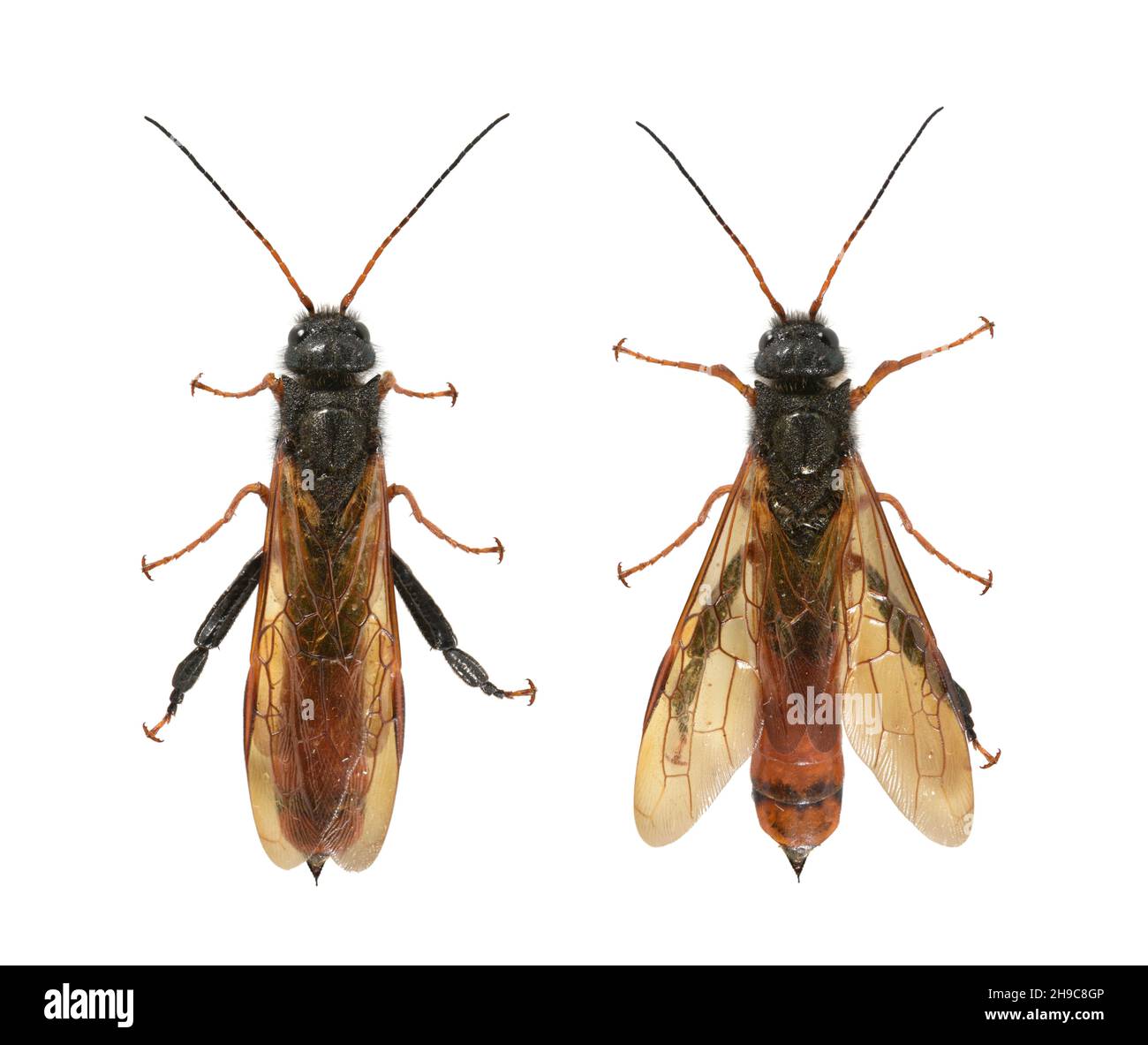 Gemeine holzwespe -Fotos und -Bildmaterial in hoher Auflösung – Alamy