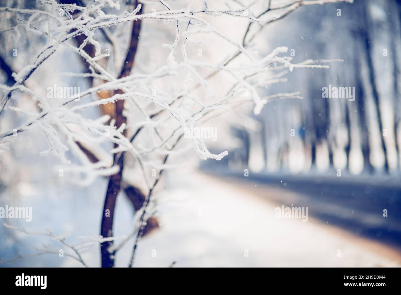Schneebedeckte Äste. Äste im Raureif und Schnee im Winter ...