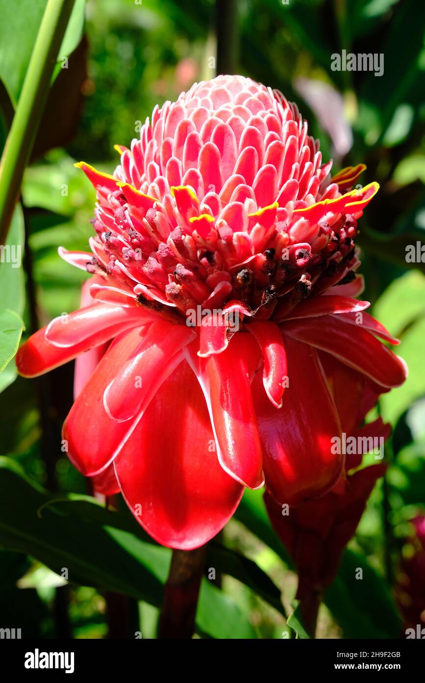 Roter ingwer alpinia purpurata -Fotos und -Bildmaterial in hoher ...