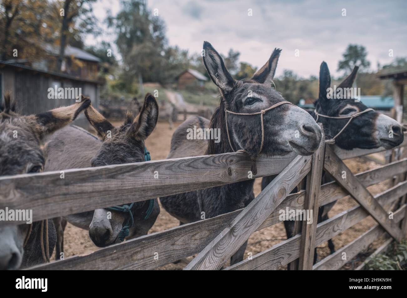 Rinder und esel auf einer farm -Fotos und -Bildmaterial in hoher ...
