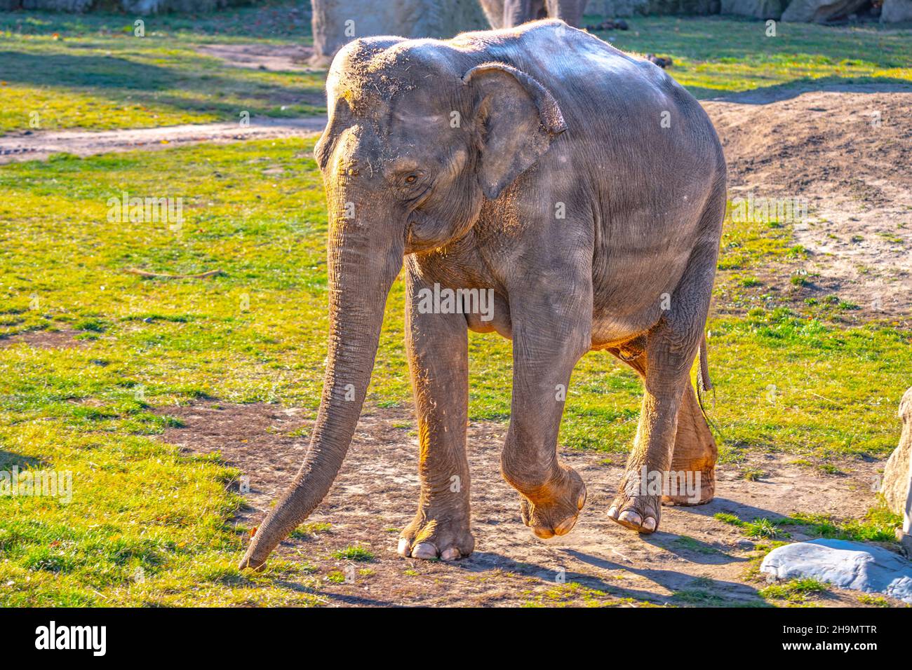 Gesicht eines indischen elefanten -Fotos und -Bildmaterial in hoher ...
