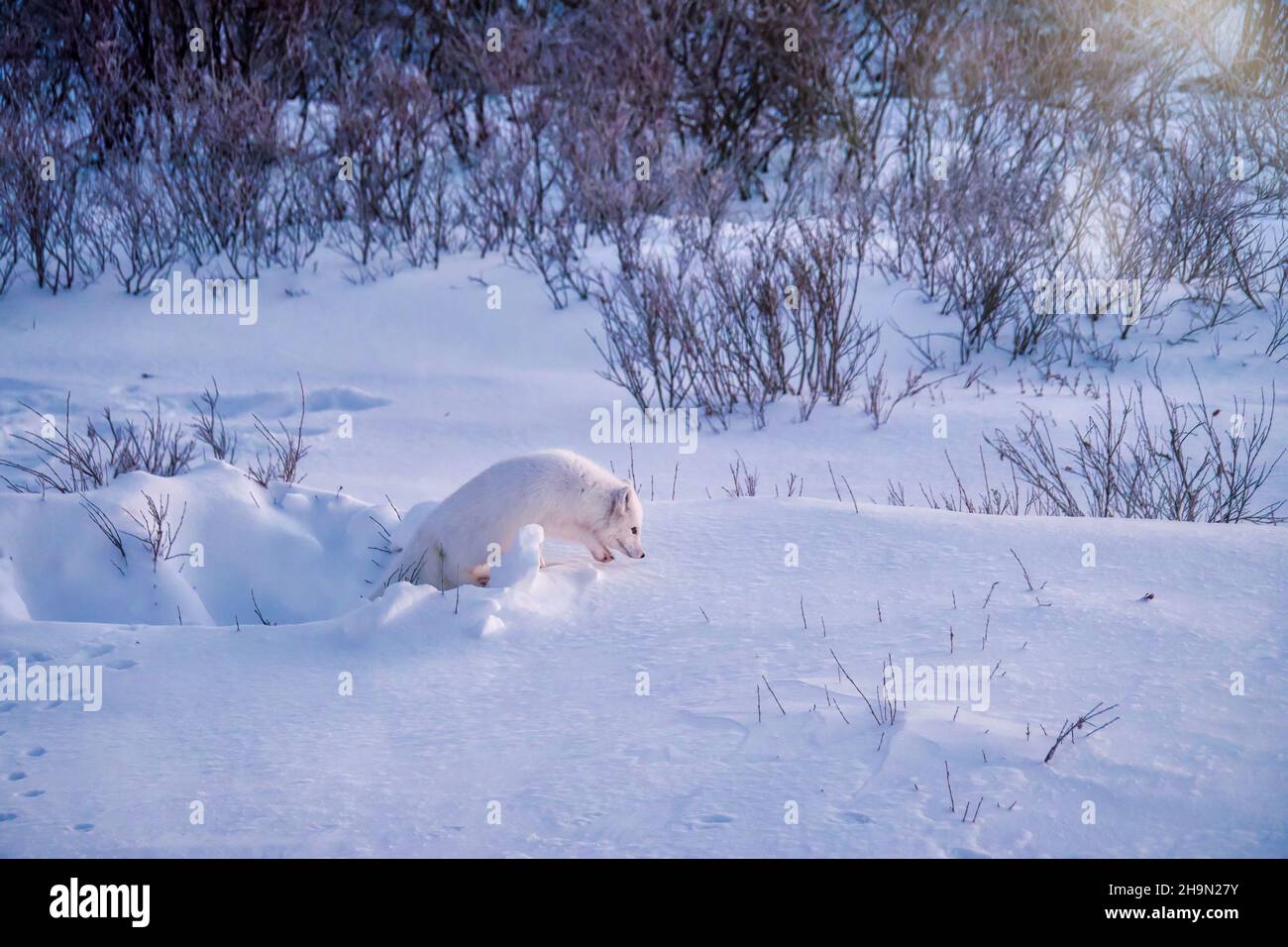 Polarfuchs im winter vulpes lagopus -Fotos und -Bildmaterial in hoher ...