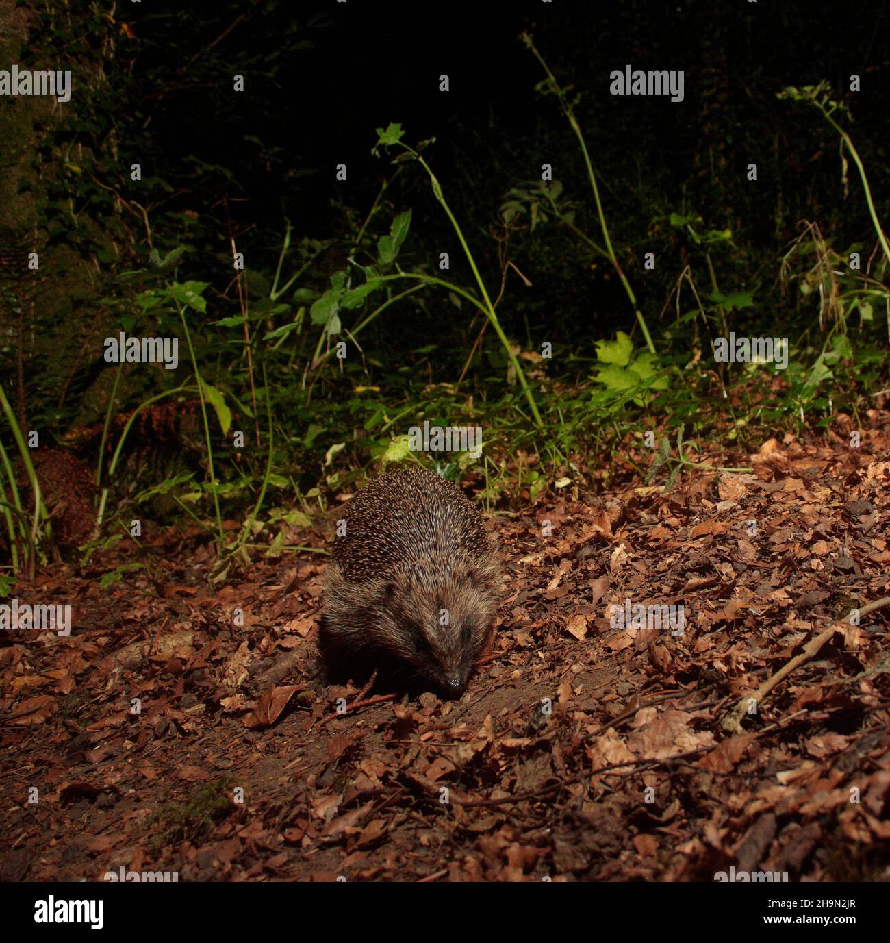 Igel in einem ball -Fotos und -Bildmaterial in hoher Auflösung – Alamy