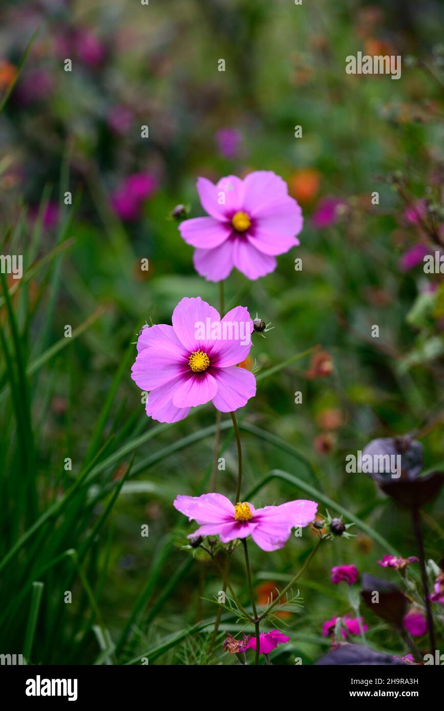 Lila augen -Fotos und -Bildmaterial in hoher Auflösung – Alamy