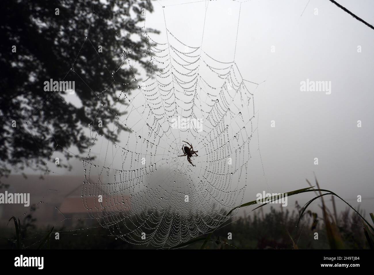 Spinne im spinnennetz -Fotos und -Bildmaterial in hoher Auflösung – Alamy