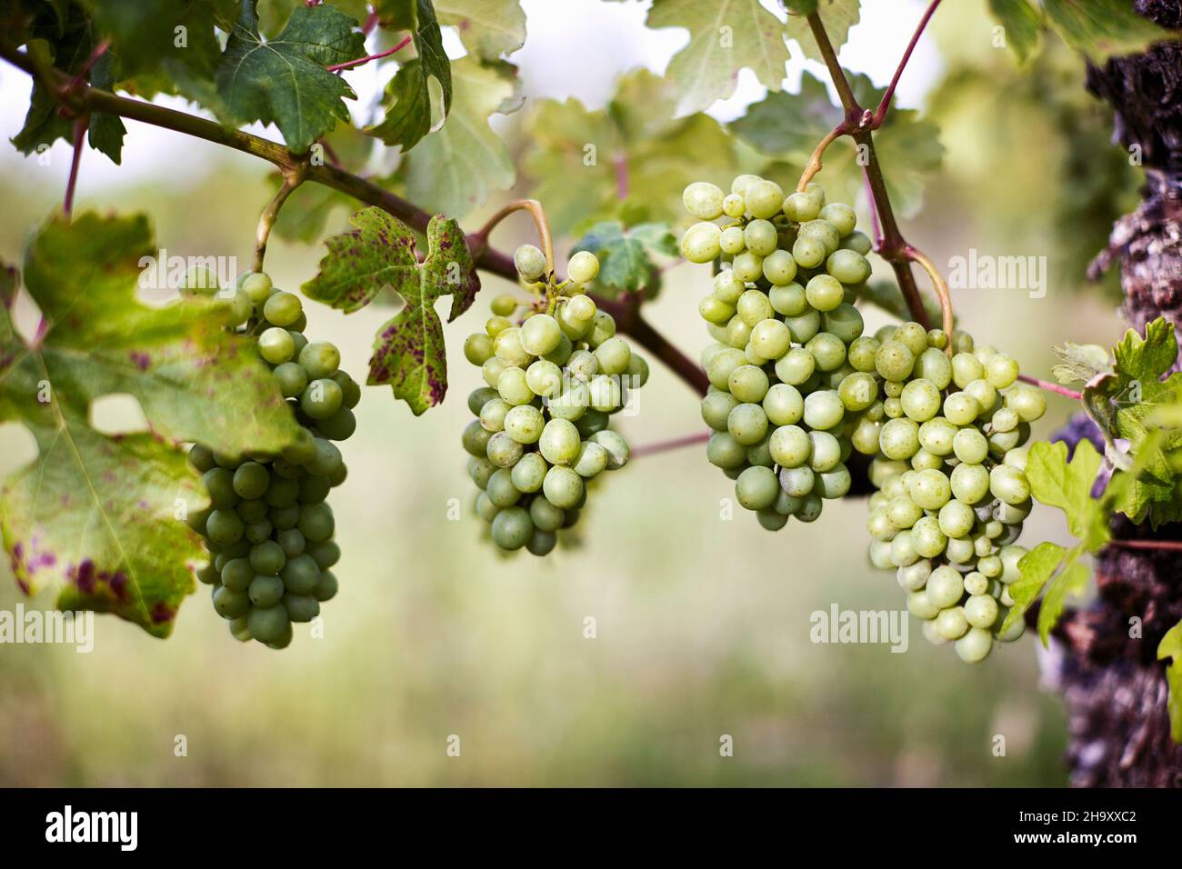 Eine weinende rebe -Fotos und -Bildmaterial in hoher Auflösung – Alamy