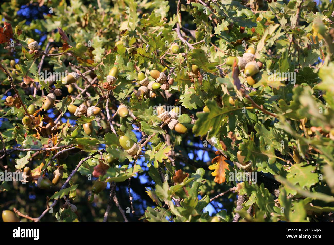 Quercus fagaceae -Fotos und -Bildmaterial in hoher Auflösung – Alamy