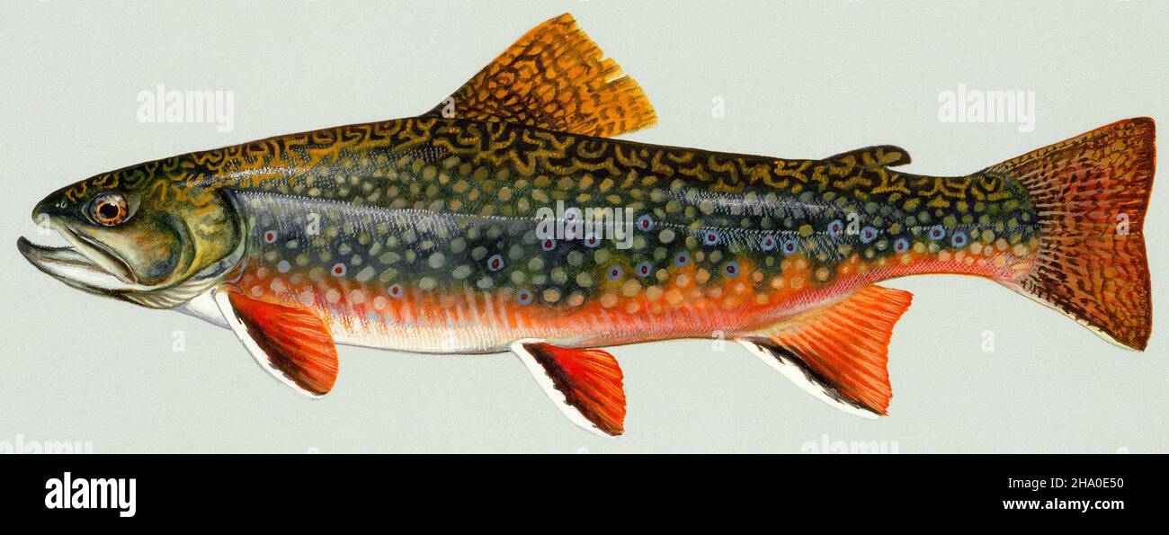 Bachsaibling salvelinus fontinalis -Fotos und -Bildmaterial in hoher ...