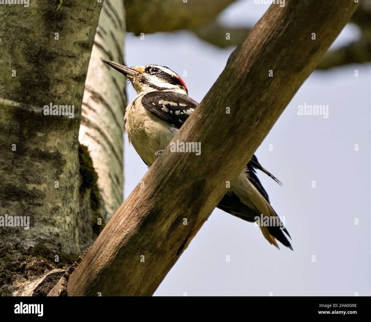 Specht wunderbares vogelfoto -Fotos und -Bildmaterial in hoher ...