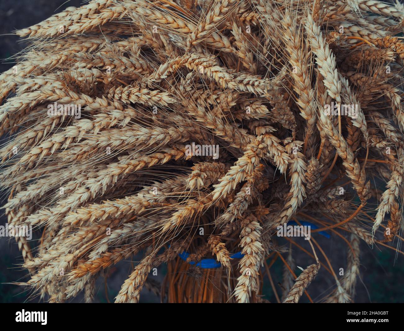 Weizen nahaufnahme -Fotos und -Bildmaterial in hoher Auflösung – Alamy