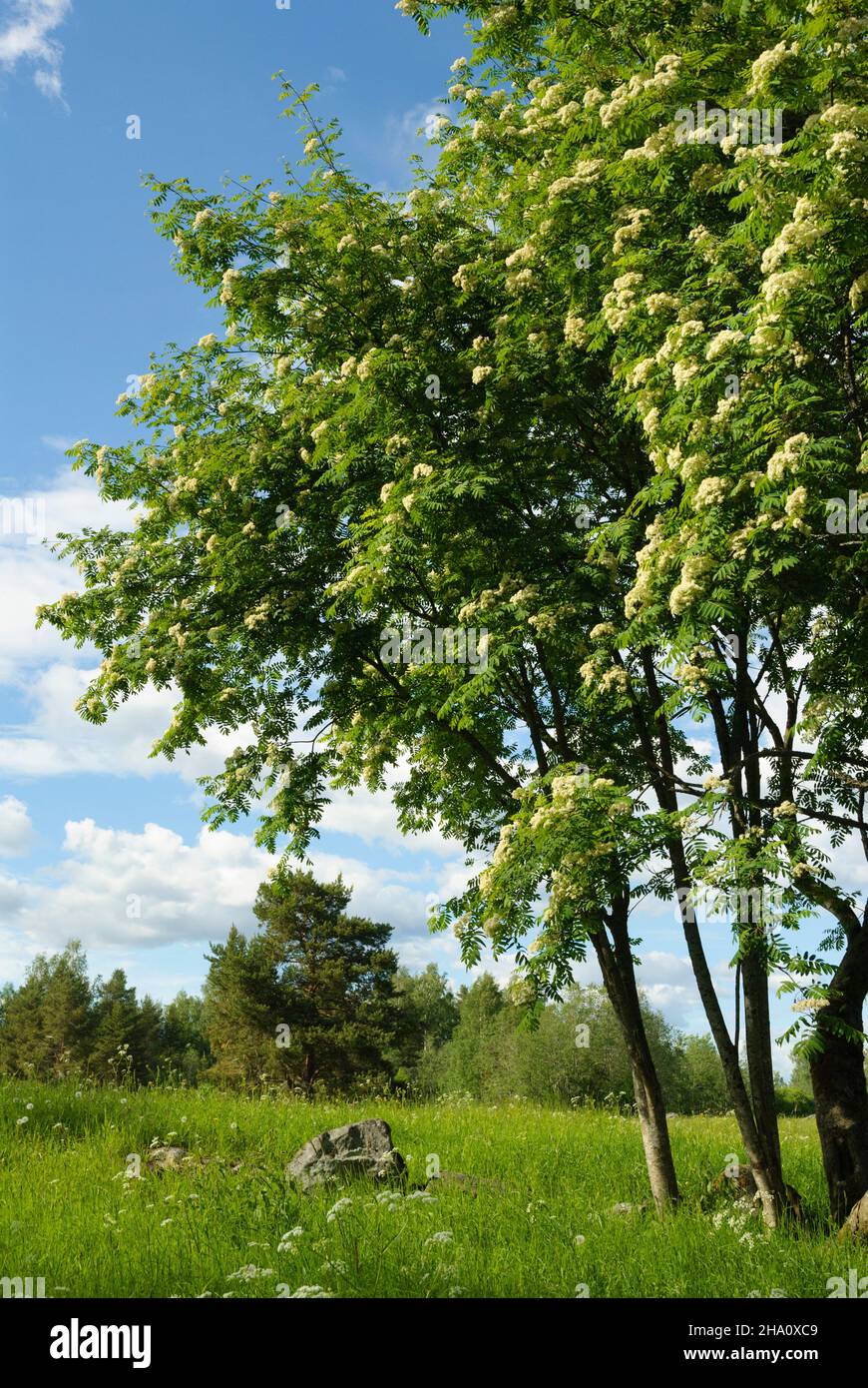 Blühende Rowan-Bäume auf der Wiese Stockfotografie - Alamy