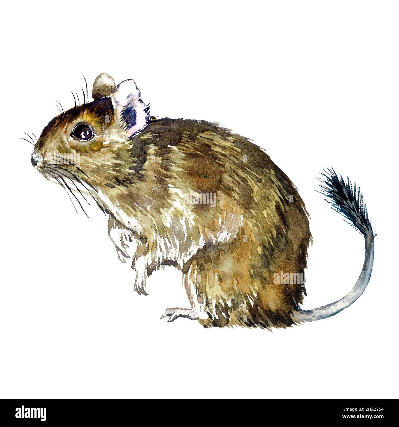 Degu octodon degus -Fotos und -Bildmaterial in hoher Auflösung – Alamy