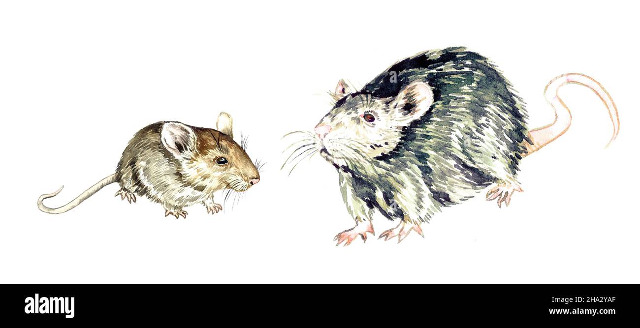 Hausmaus (Mus musculus) und braune Ratte (Rattus norvegicus ...