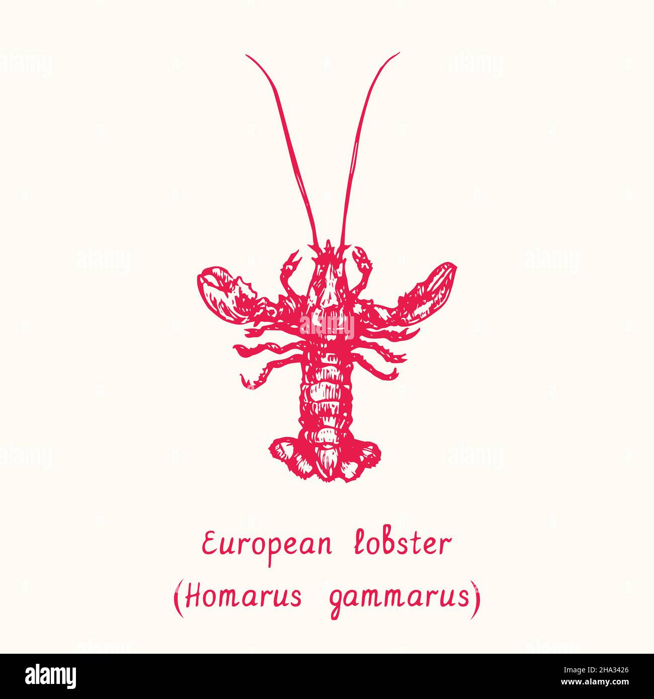 Hummer zeichnung -Fotos und -Bildmaterial in hoher Auflösung – Alamy