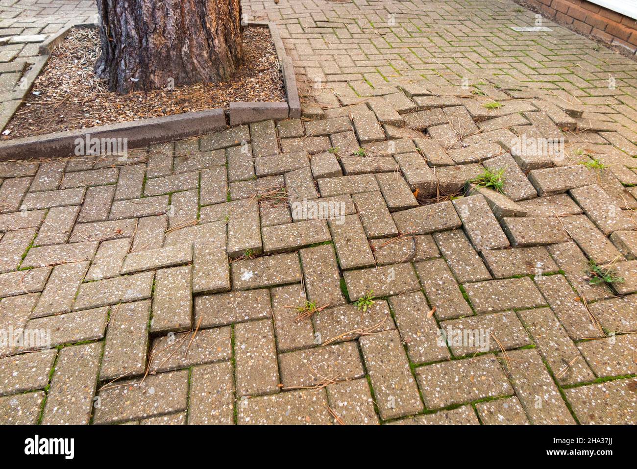 Tree Damage Pavement Stockfotos und -bilder Kaufen - Alamy