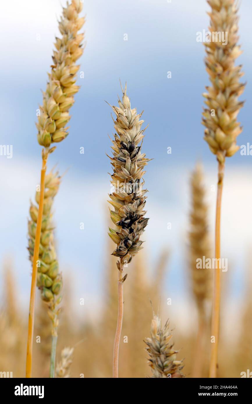 Tilletia tritici -Fotos und -Bildmaterial in hoher Auflösung – Alamy